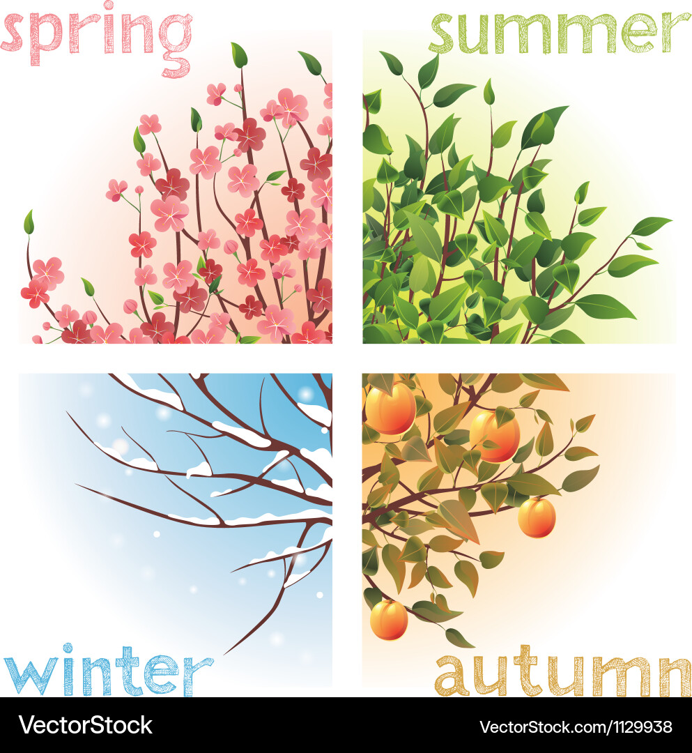 Four Seasons Tree Royalty Free Vector Image - VectorStock