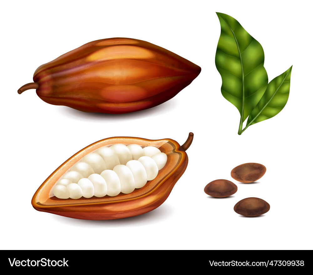 Realistic cocoa set Royalty Free Vector Image - VectorStock