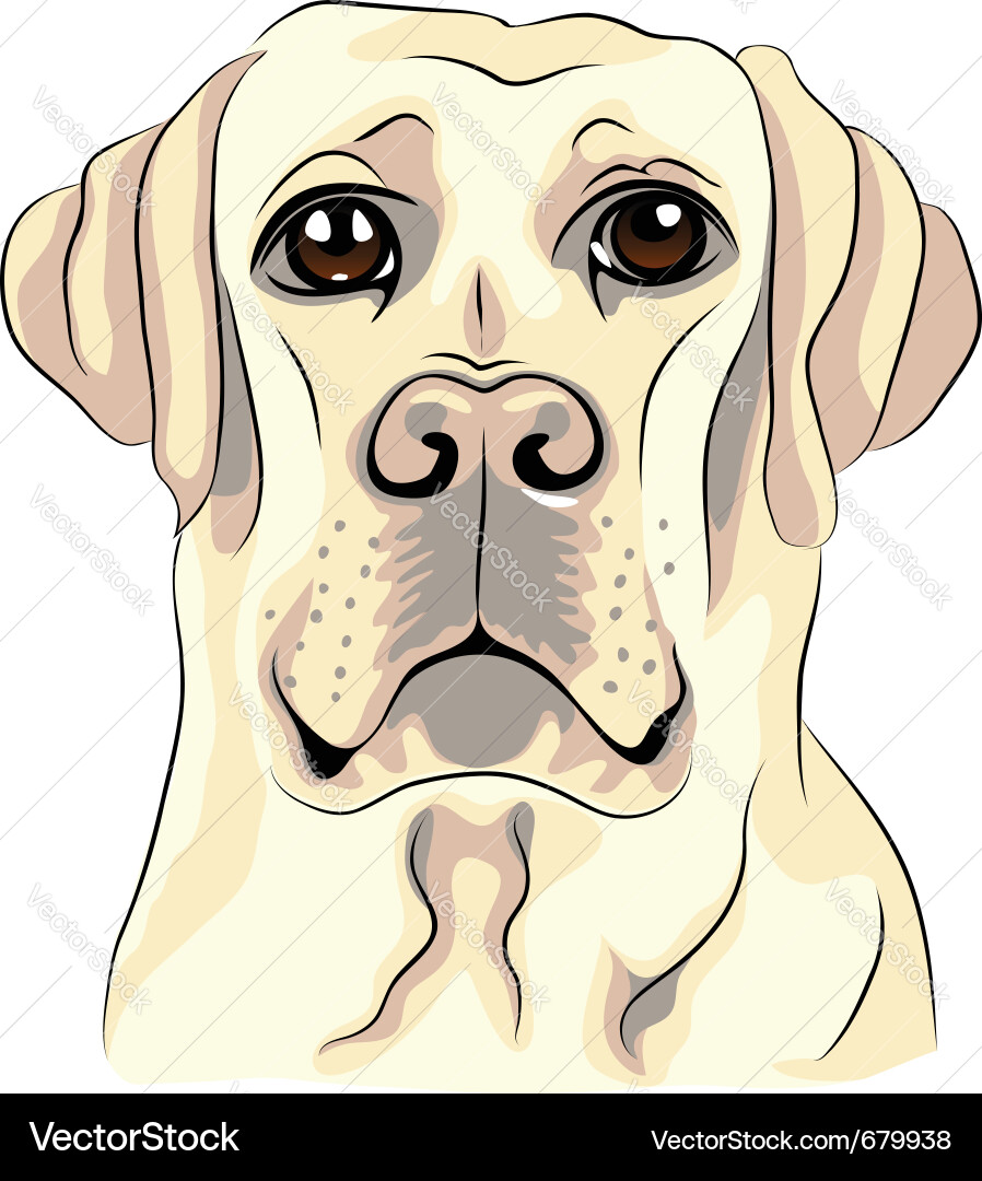 Serious dog breed Royalty Free Vector Image - VectorStock