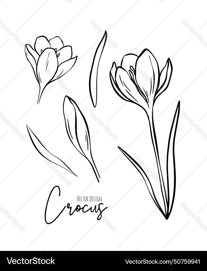 Botanical set line of crocus flowers Royalty Free Vector