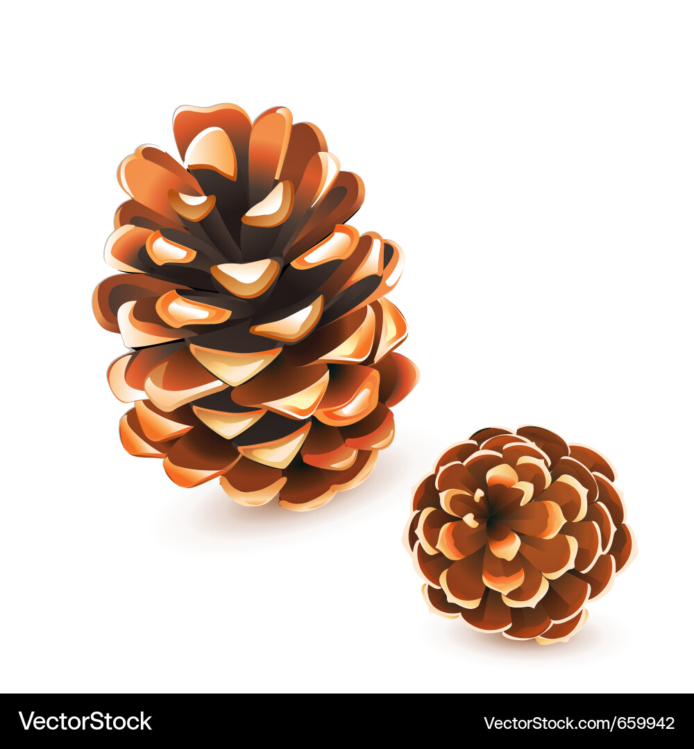 Rustic Pine Cones Royalty Free Vector Image - VectorStock