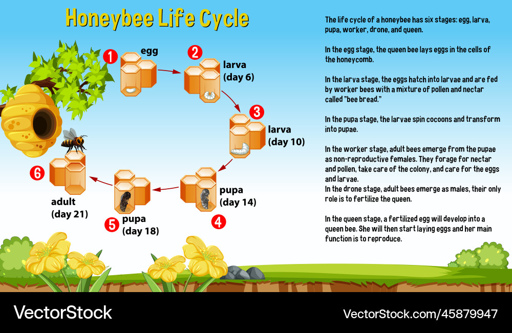 Honeybee life cycle diagram with explanation Vector Image