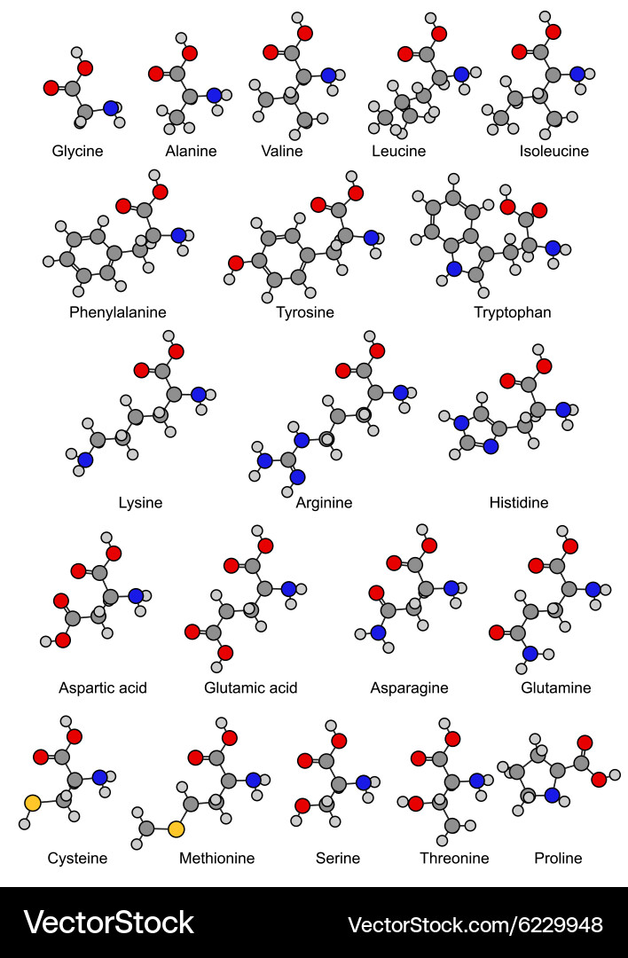 Twenty basic amino acids Royalty Free Vector Image