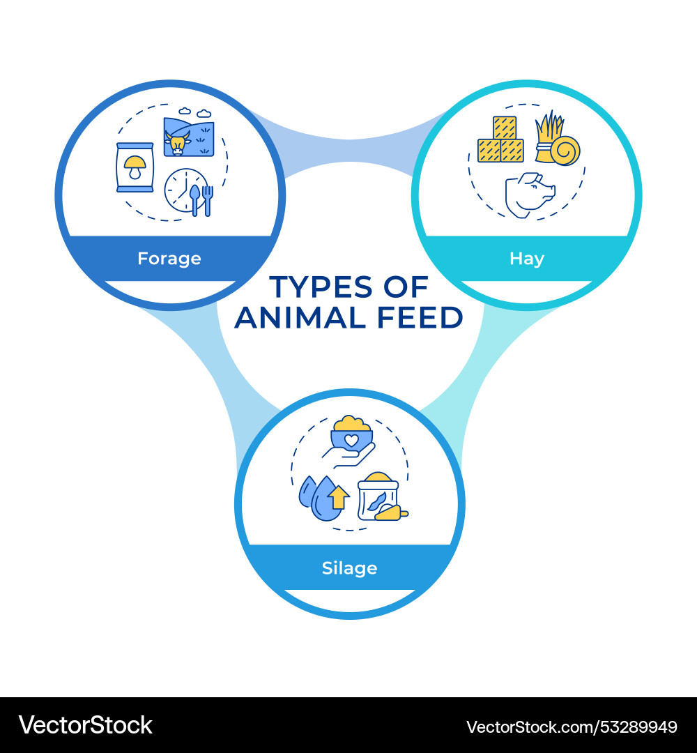 Animals feeding infographic circles flowchart Vector Image