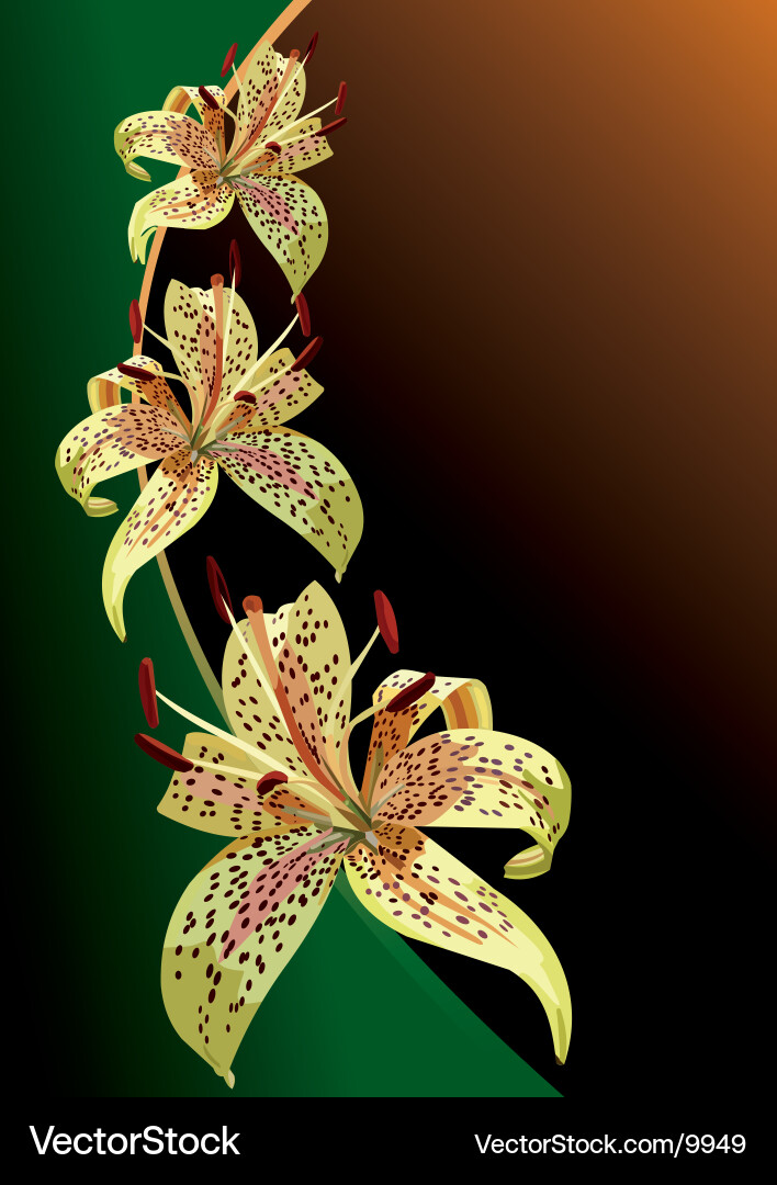 Lily Royalty Free Vector Image - VectorStock