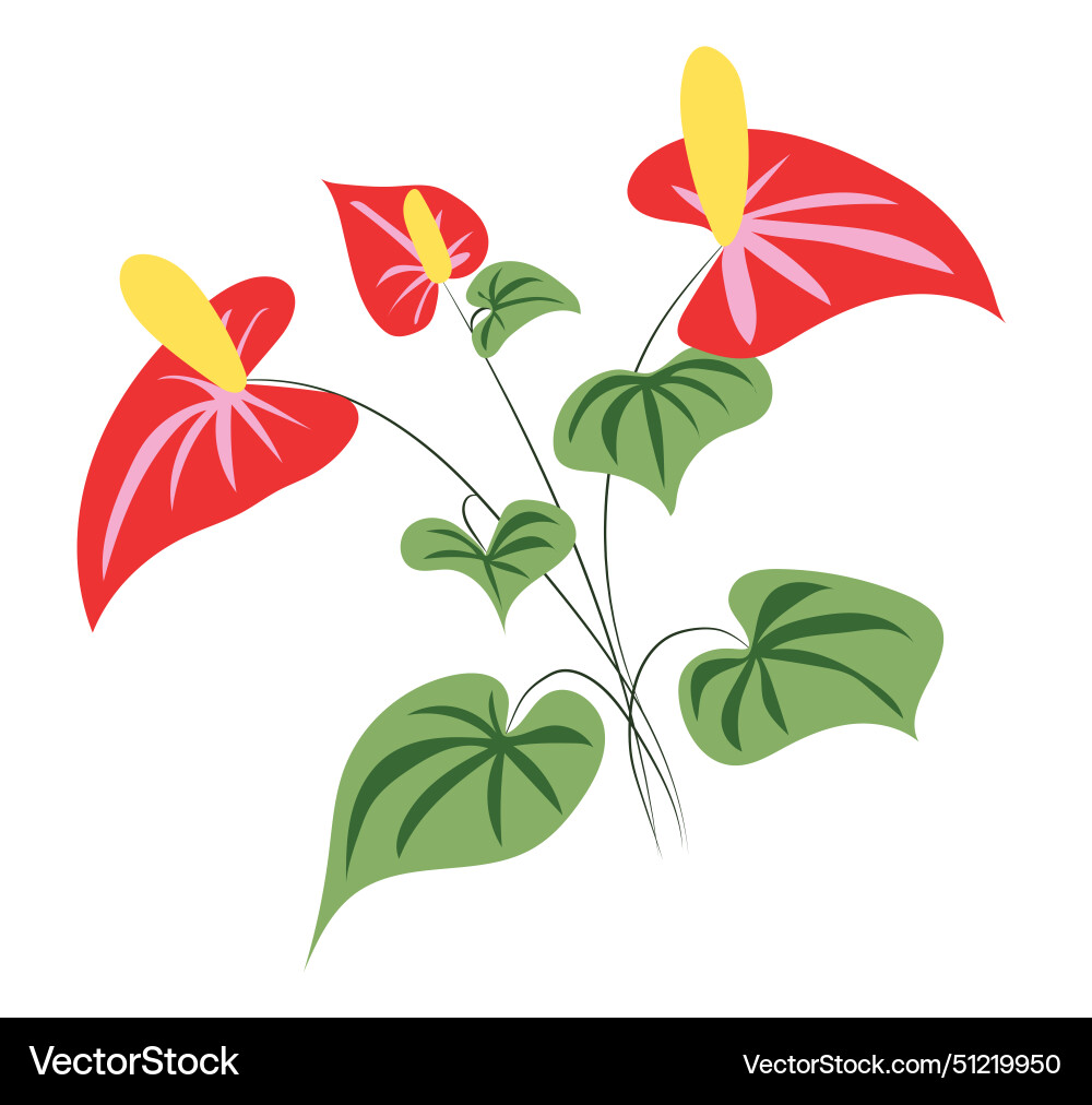 Anthurium flowers with leaves in flat design Vector Image