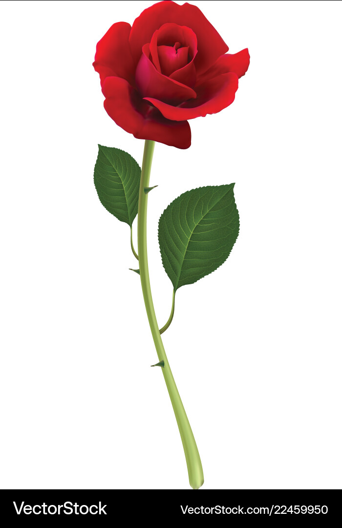 Red rose isolated on white 3d Royalty Free Vector Image