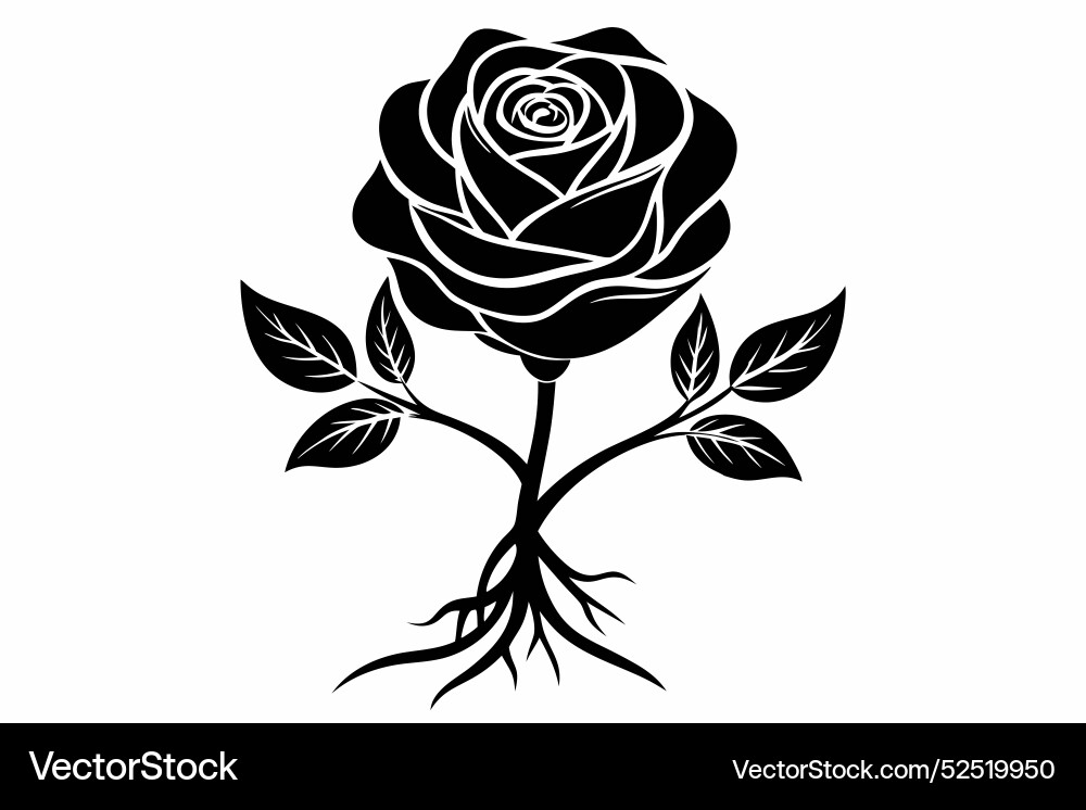 Rose flower root silhouette e Royalty Free Vector Image