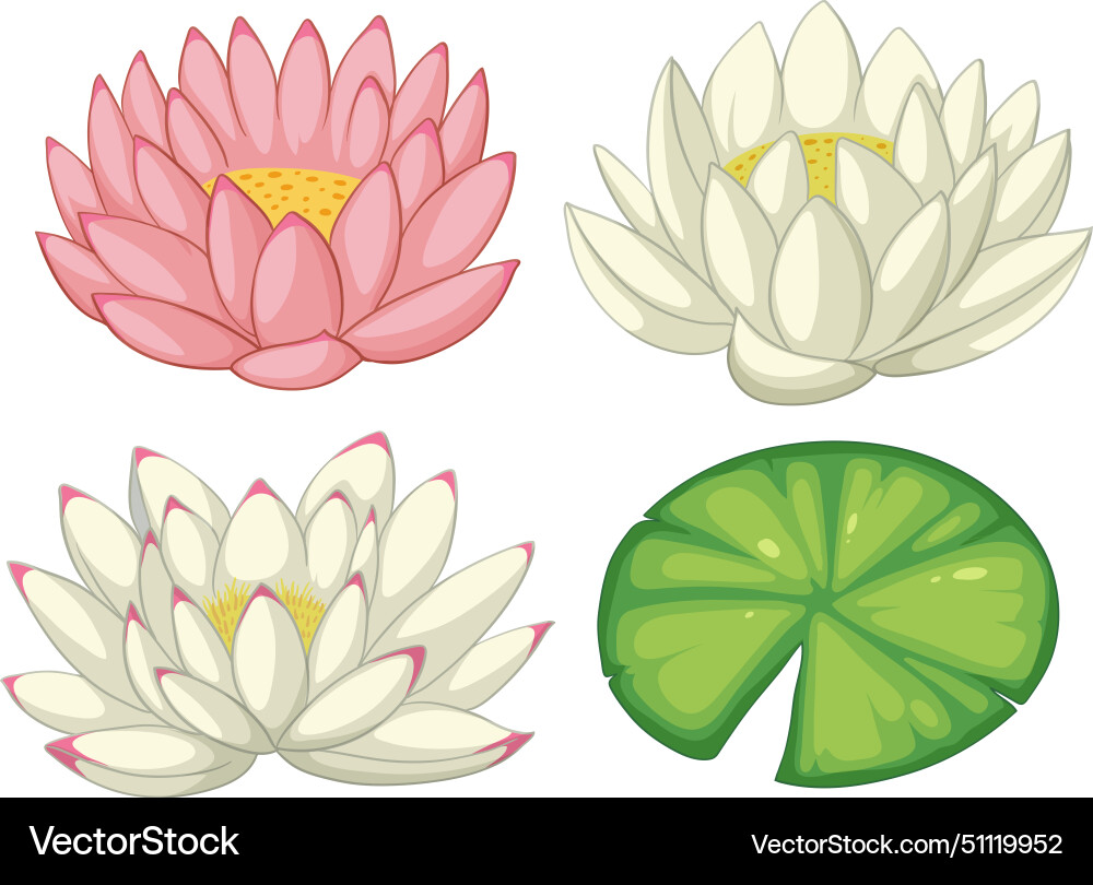 Pink and white lotus flowers leaf Royalty Free Vector Image