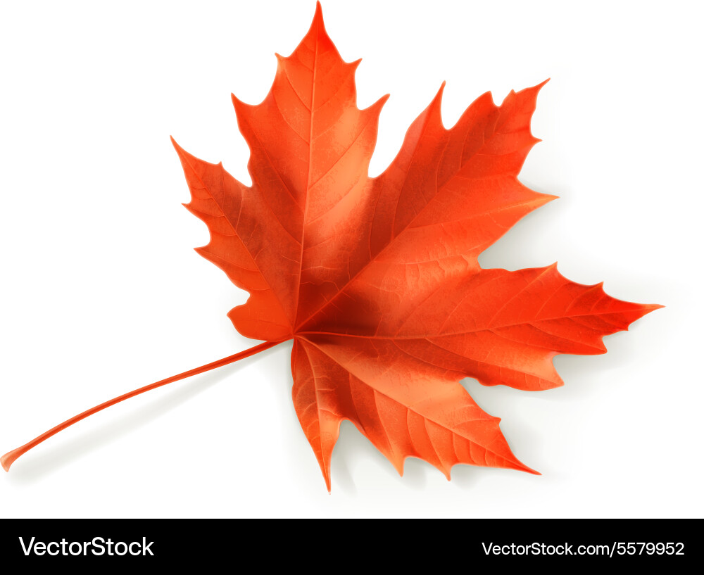 Vibrant Red Maple Leaf Royalty Free Vector Image