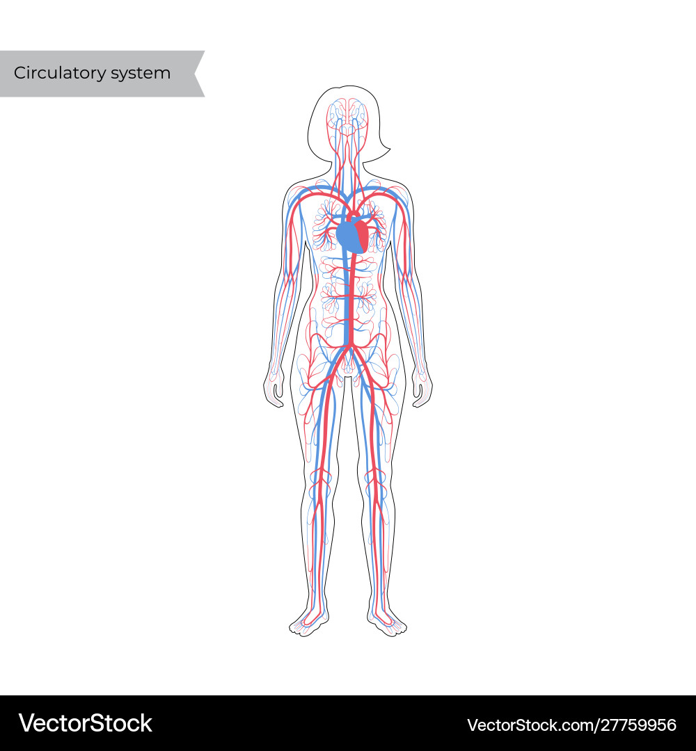 Circulatory system anatomy Royalty Free Vector Image