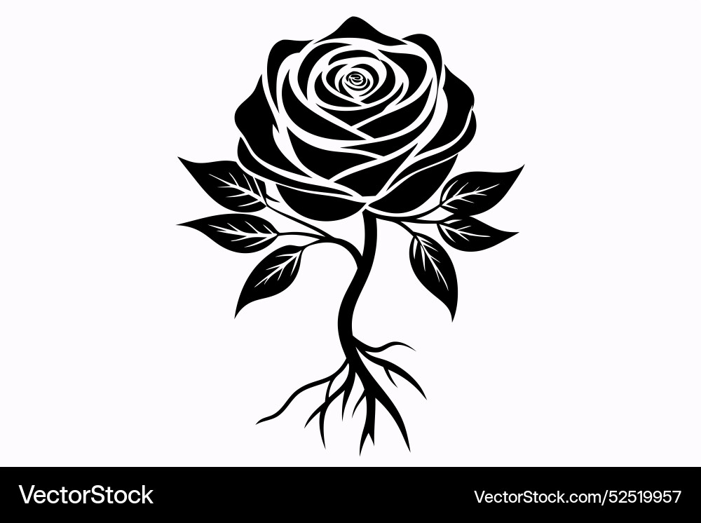 Rose flower root silhouette f Royalty Free Vector Image