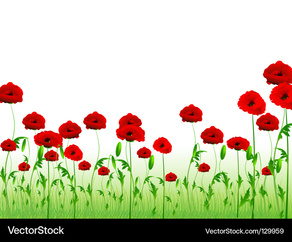 Poppy Royalty Free Vector Image - VectorStock