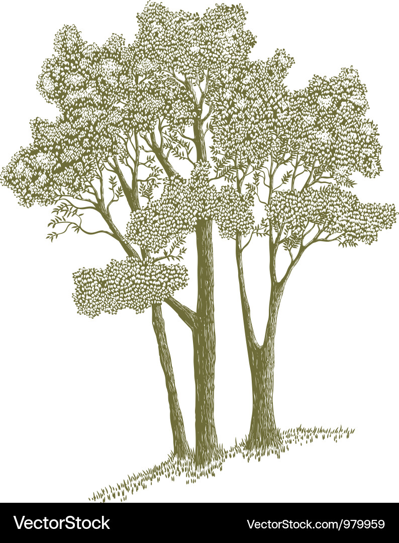 Woodcut trees Royalty Free Vector Image - VectorStock