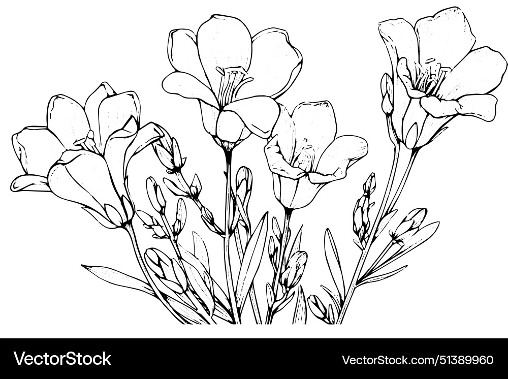 Freesia flower hand drawn ink sketch engraved Vector Image