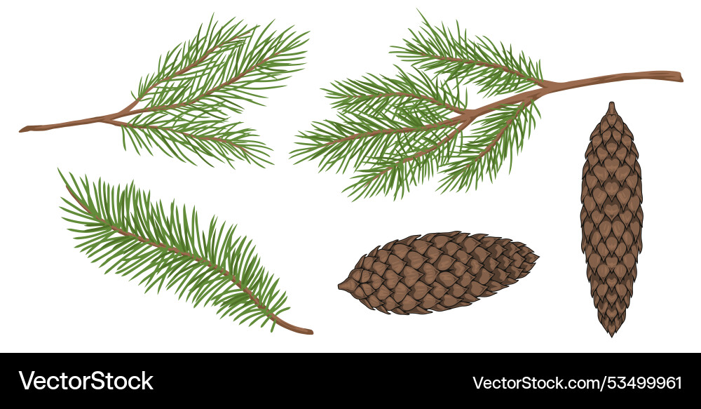 Coniferous tree set elements colorful Royalty Free Vector