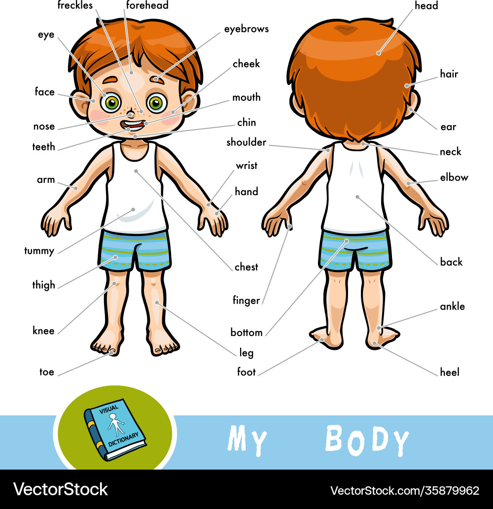Visual dictionary for children about human Vector Image