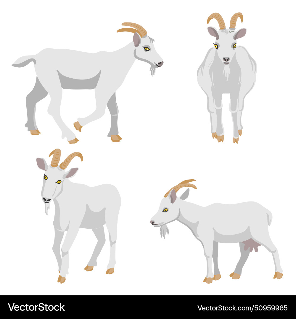 Drawing white goats Royalty Free Vector Image - VectorStock