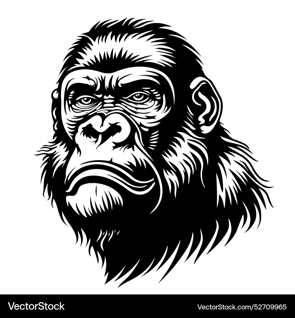 Gorilla hand drawn isolated Royalty Free Vector Image