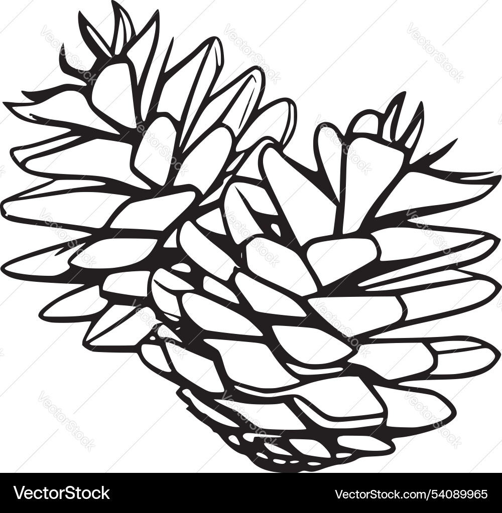 Two Elegant Pine Cones Royalty Free Vector Image