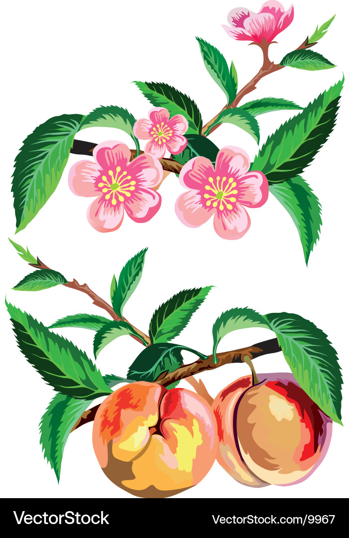 Peach Royalty Free Vector Image - VectorStock