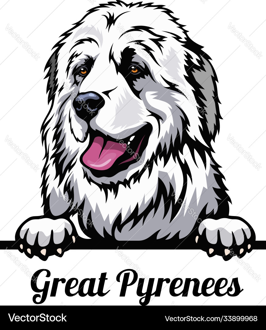 Head great pyrenees - dog breed color image Vector Image