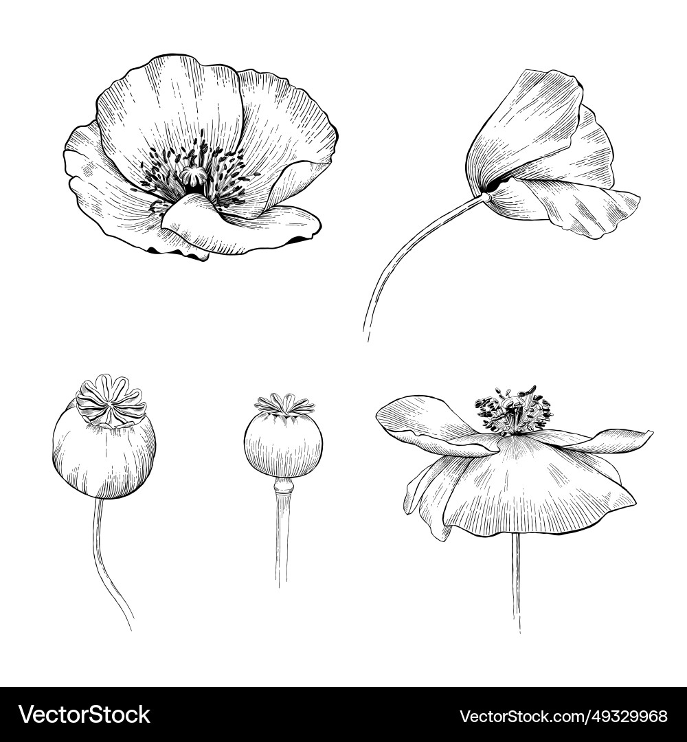 Line Art Poppy Flowers Royalty Free Vector Image