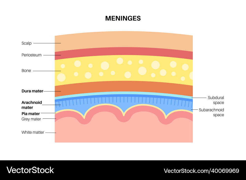 Meninges anatomy diagram Royalty Free Vector Image