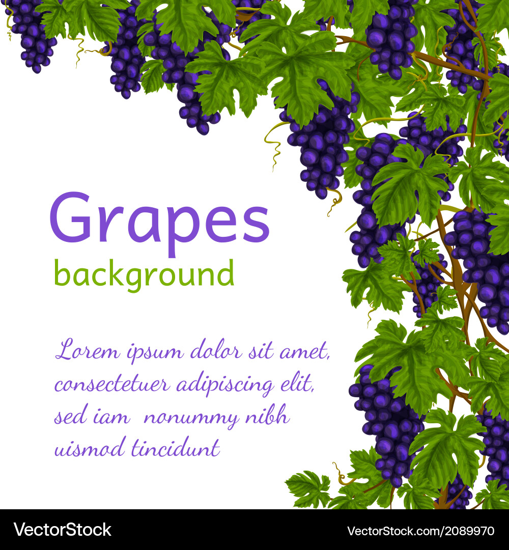 Grapes background wallpaper Royalty Free Vector Image