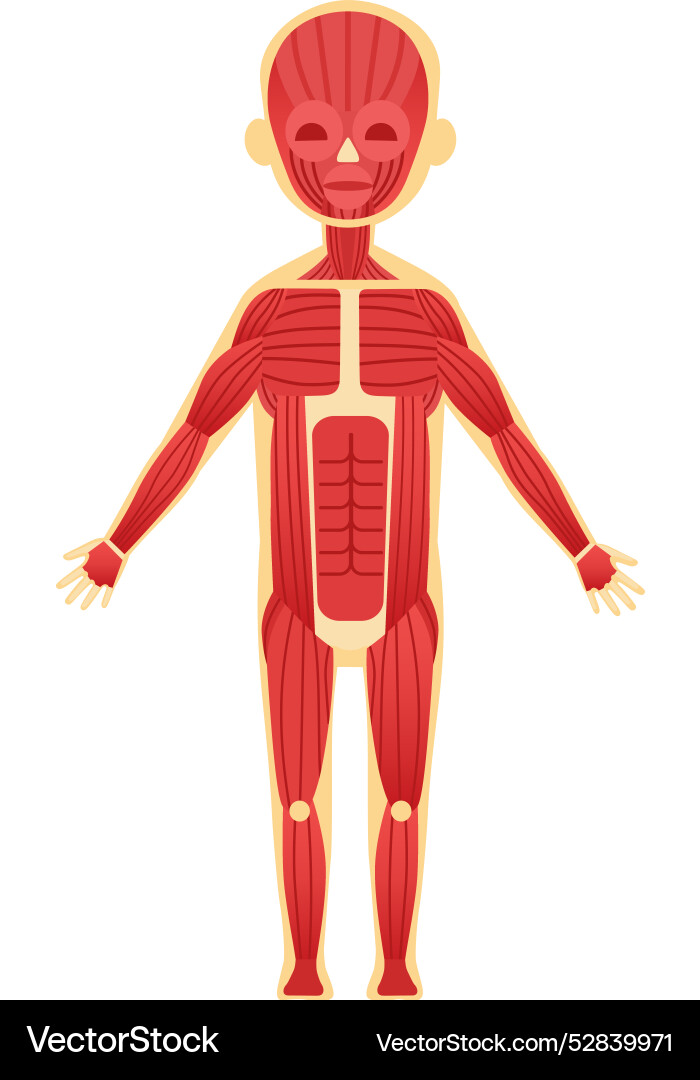 Kid muscular system educational Royalty Free Vector Image