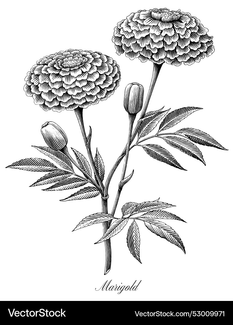Marigold hand draw engraving vintage style black Vector Image