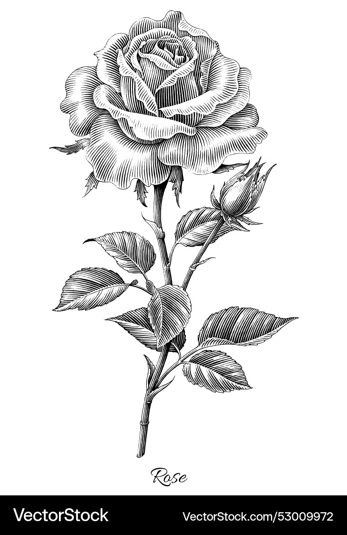Rose hand draw engraving vintage style black Vector Image