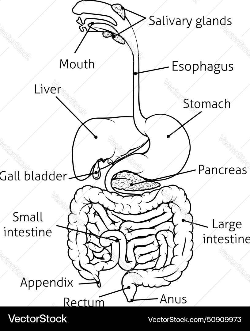 Digestive System Drawing Overview Of The Digestive System | Children's