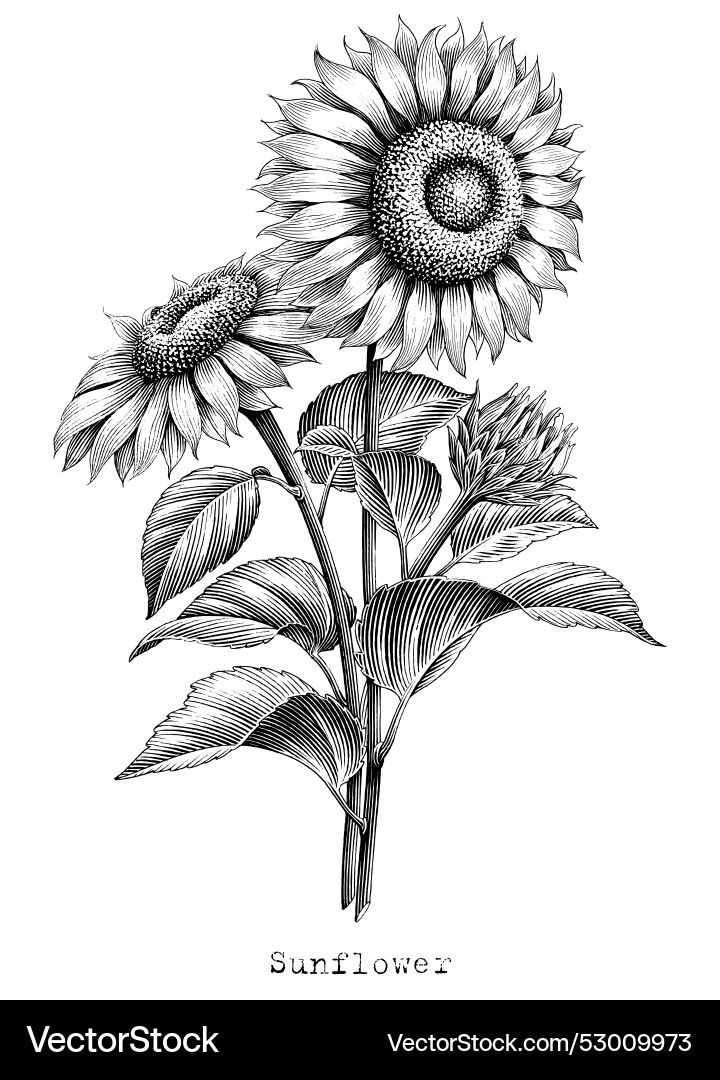 Vintage Sunflower Botanical Engraving Royalty Free Vector