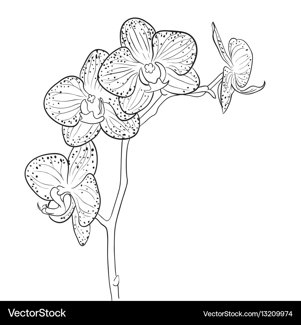 Orchid Royalty Free Vector Image - VectorStock