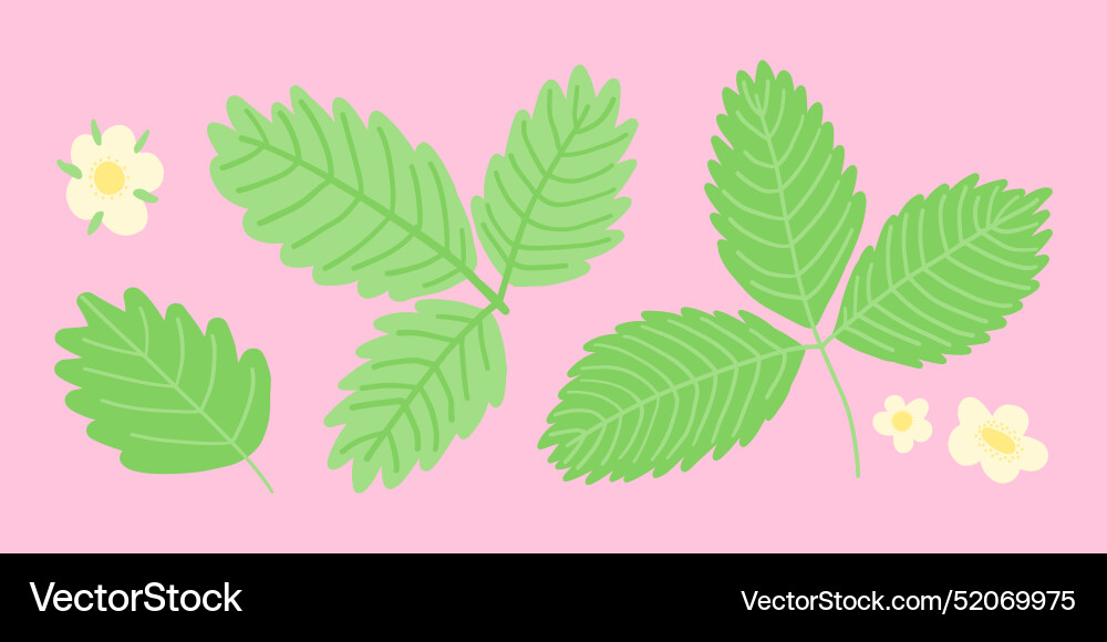 Flat of strawberry leaves Royalty Free Vector Image