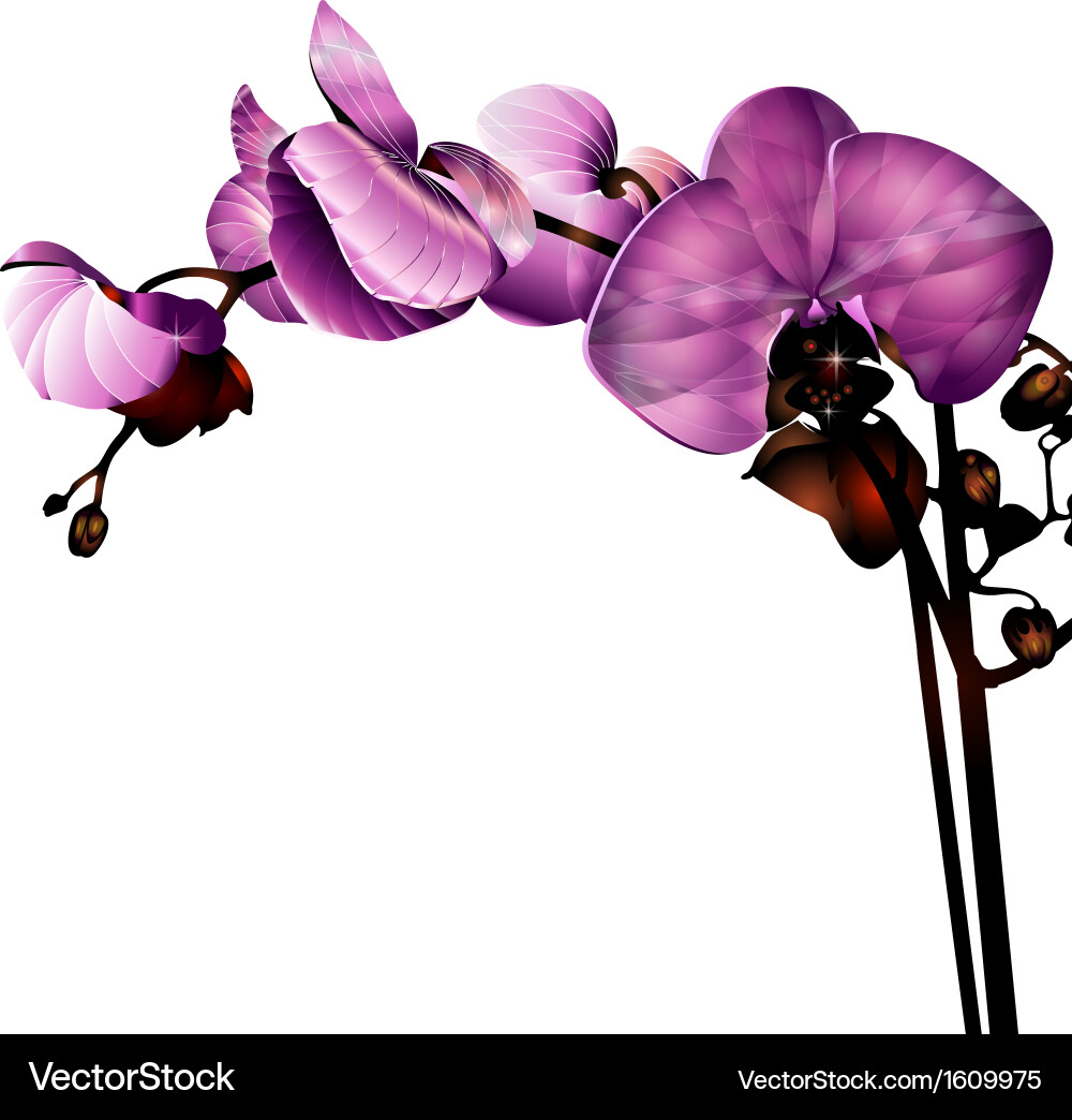 Red Orchid Vector Images (over 2,000)