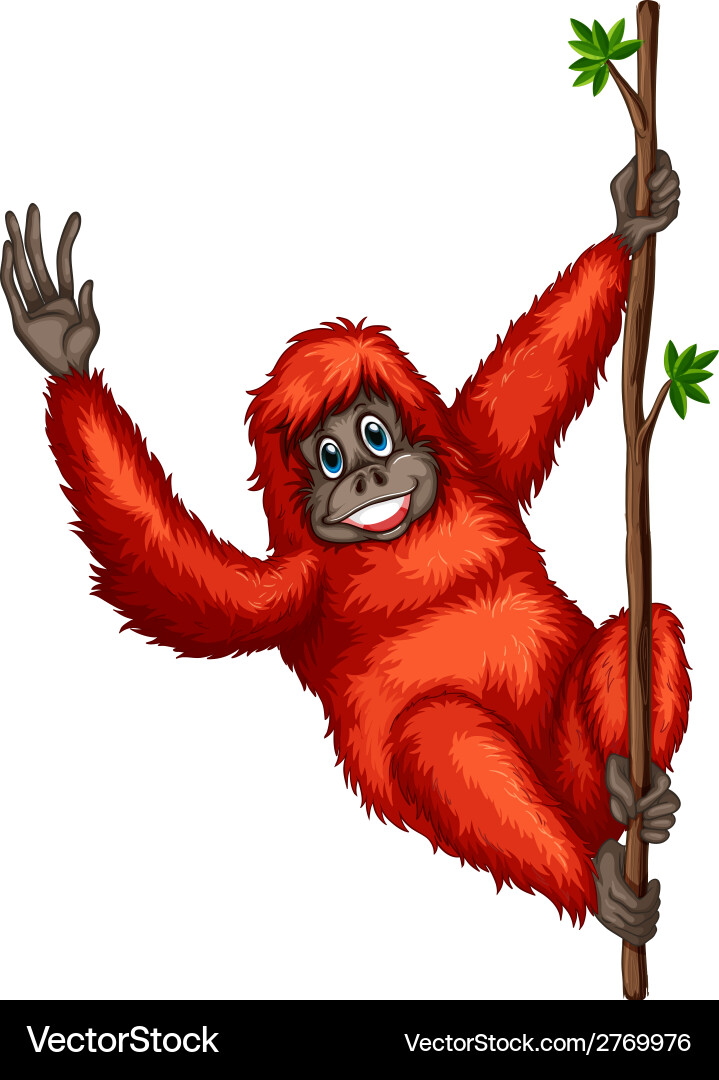 Orangutan Royalty Free Vector Image - VectorStock