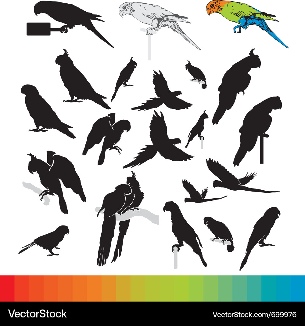 Parrot Royalty Free Vector Image - VectorStock