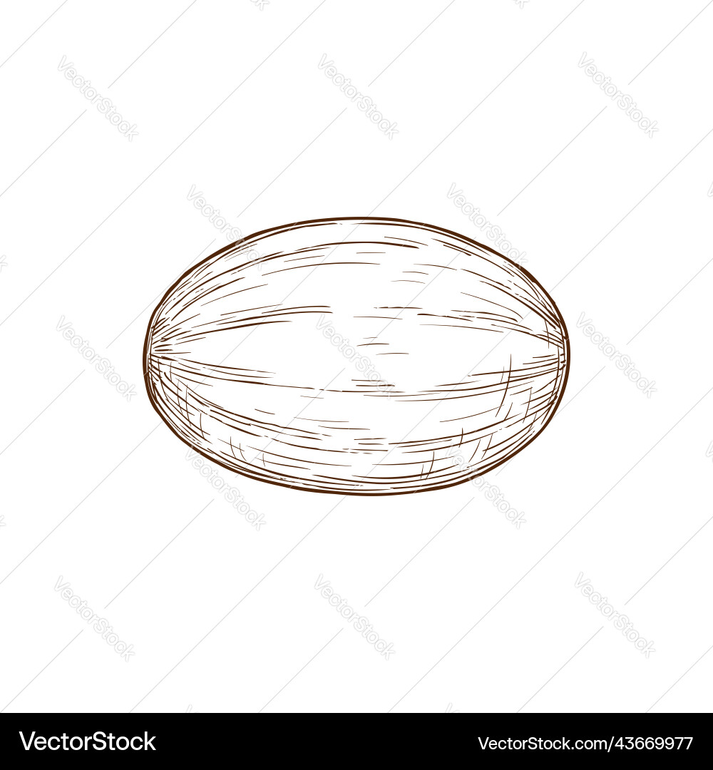Melon isolated sketch muskmelon fruit Royalty Free Vector