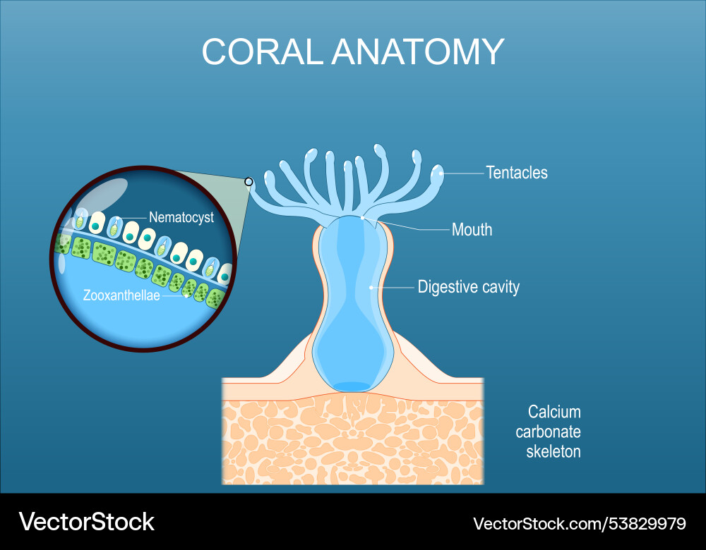 Coral anatomy cross section and structure Vector Image