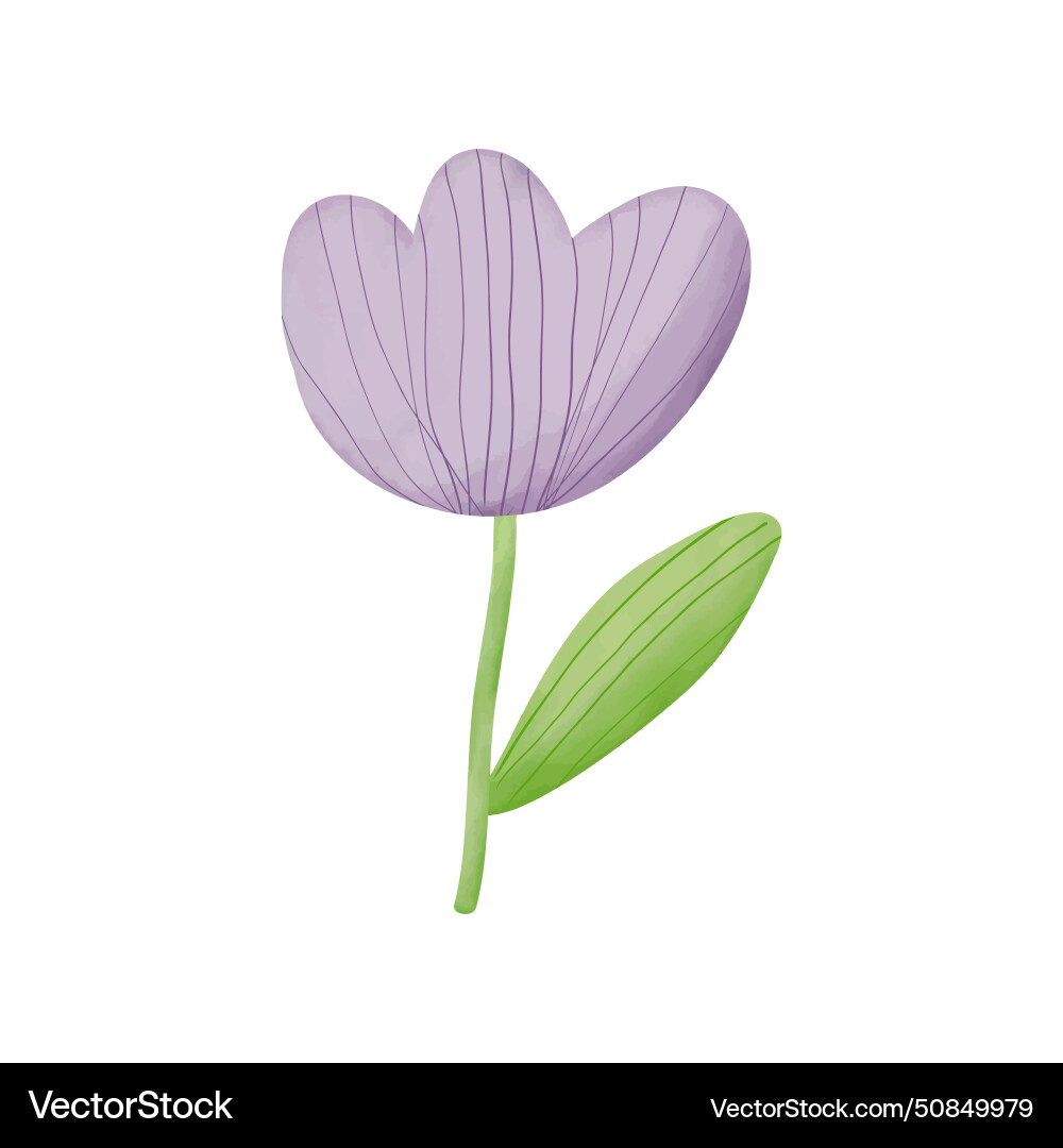 Purple tulip on white Royalty Free Vector Image