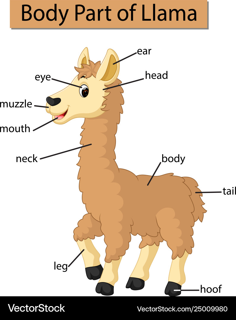 Diagram showing body part llama Royalty Free Vector Image