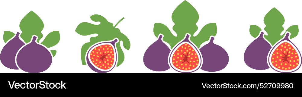 Fig Royalty Free Vector Image - VectorStock