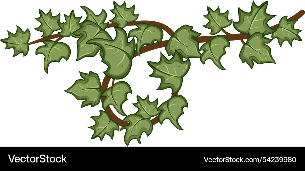 Vine green ivy cartoon Royalty Free Vector Image