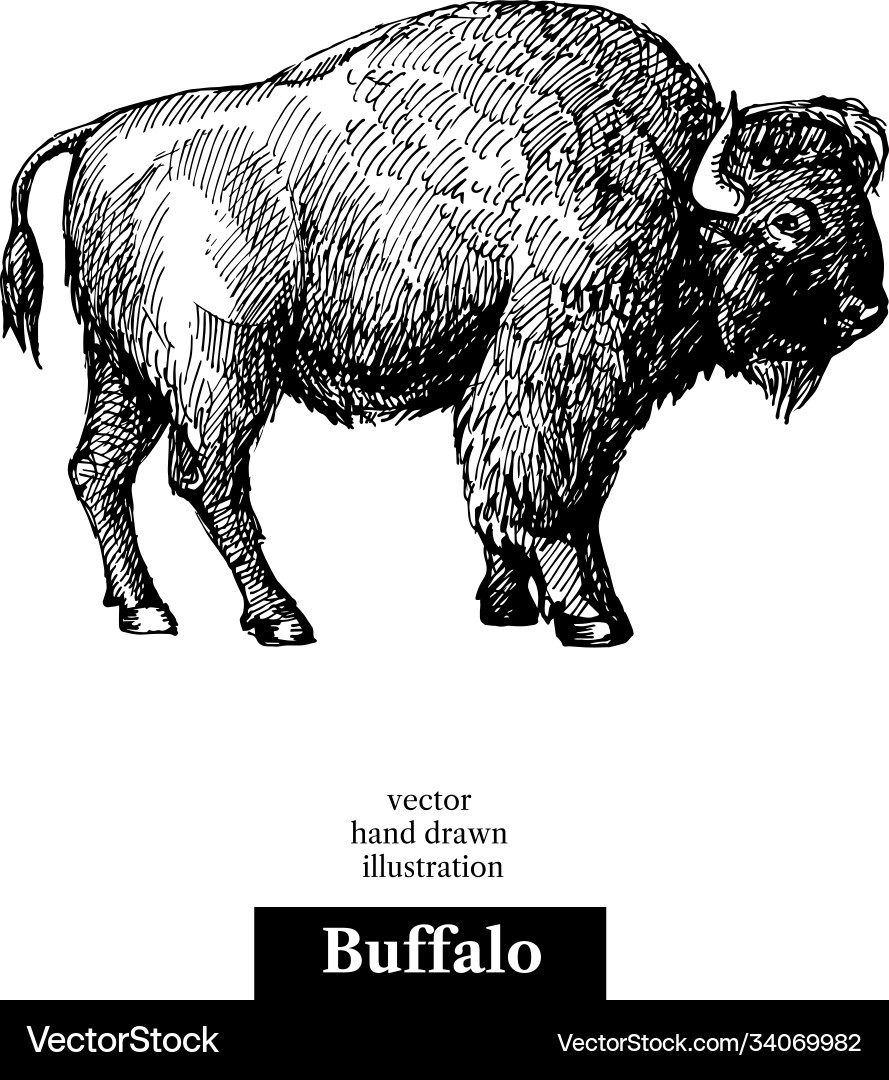 Bison Drawing Vector Images (over 3,800)