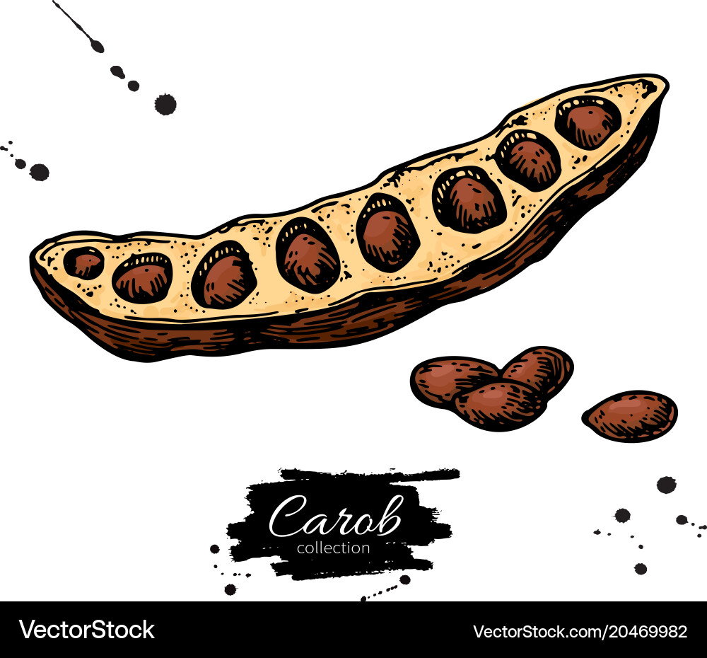 Carob superfood drawing isolated hand Royalty Free Vector