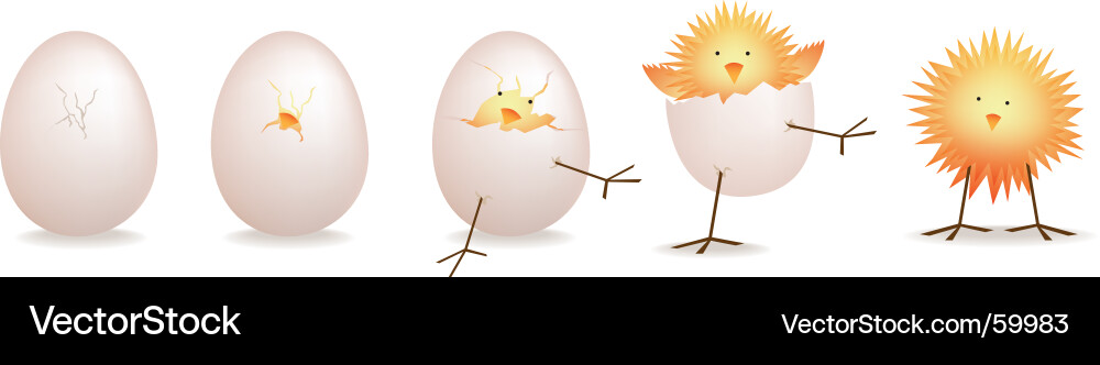 Hatching chick Royalty Free Vector Image - VectorStock