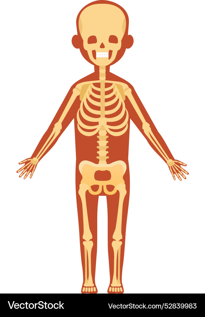 Skeletal system human anatomy body Royalty Free Vector Image