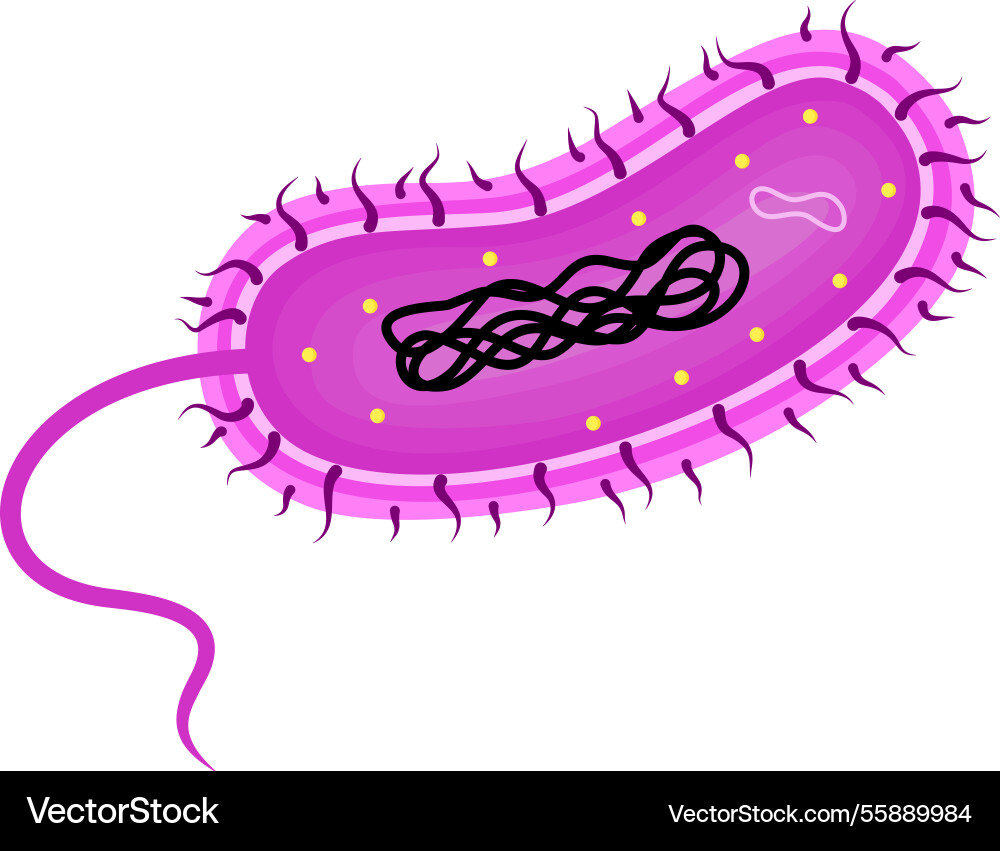 Bacterial cell Royalty Free Vector Image - VectorStock